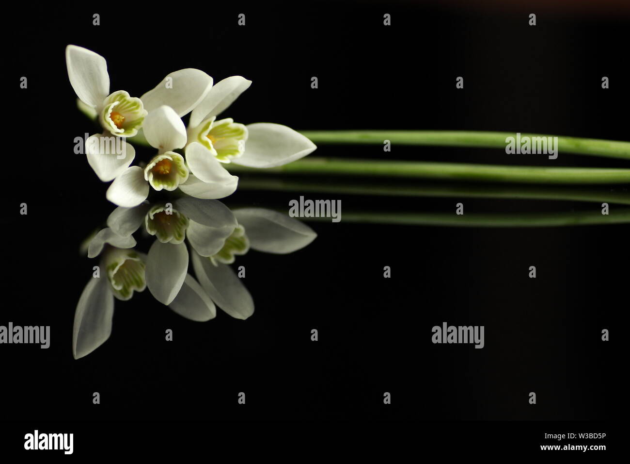 Black reflective table hi-res stock photography and images - Alamy