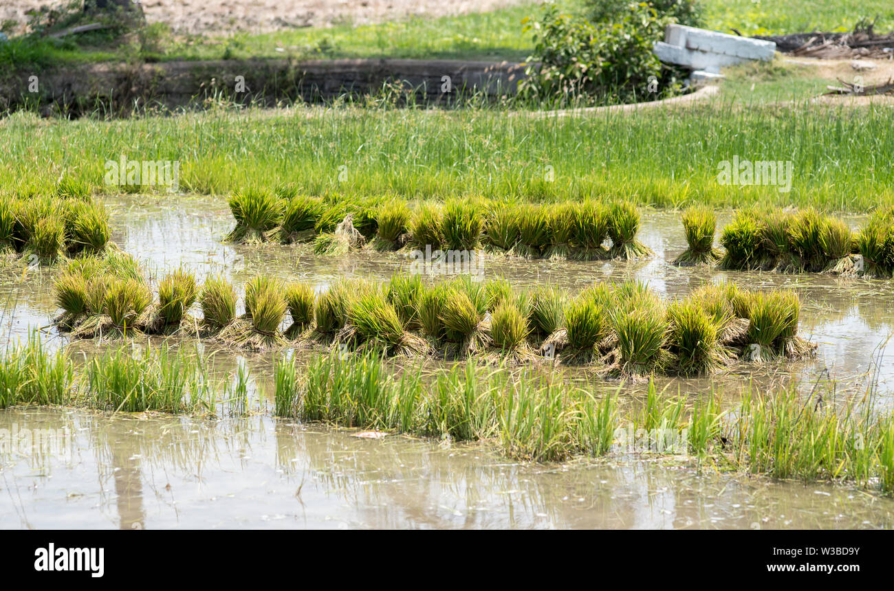 Paddy planted in the field in Tamilnadu, India Stock Photo - Alamy