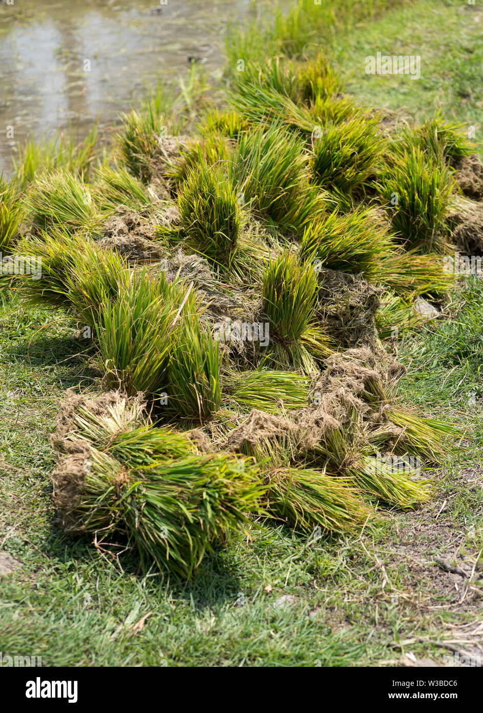 Tamilnadu paddy field hi-res stock photography and images - Alamy