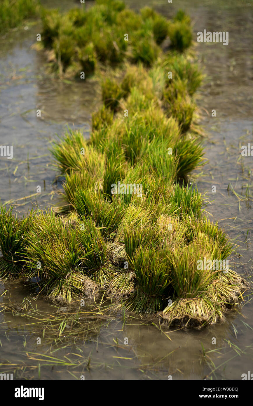 Tamilnadu paddy field hi-res stock photography and images - Alamy