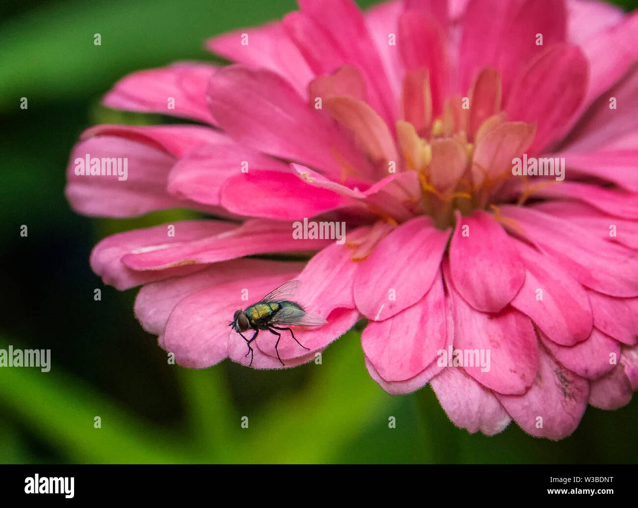 Flower fly on petals hi-res stock photography and images - Alamy