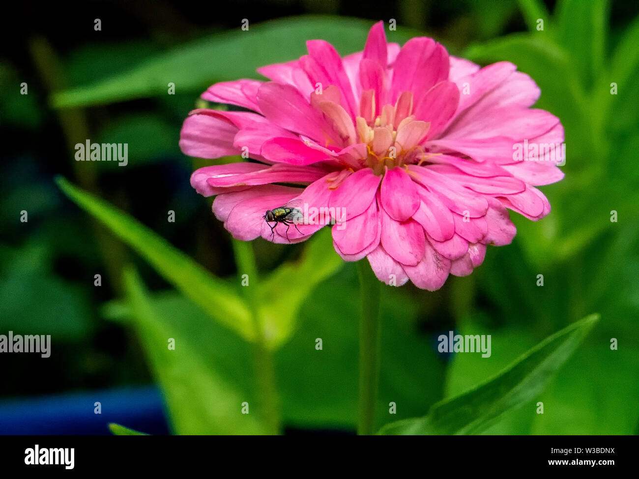 Garden bloom hi-res stock photography and images - Alamy
