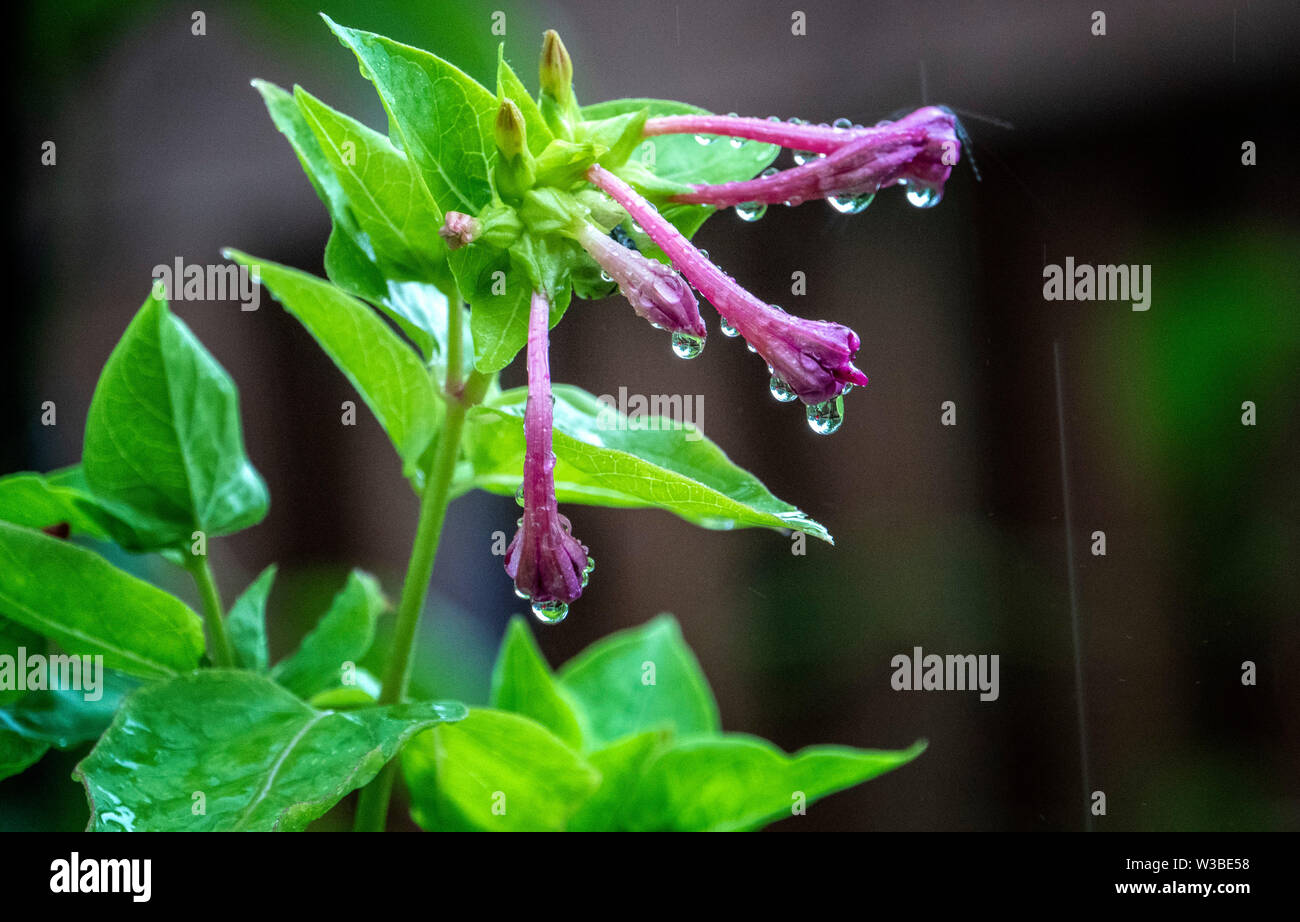 Water pods hi-res stock photography and images - Alamy