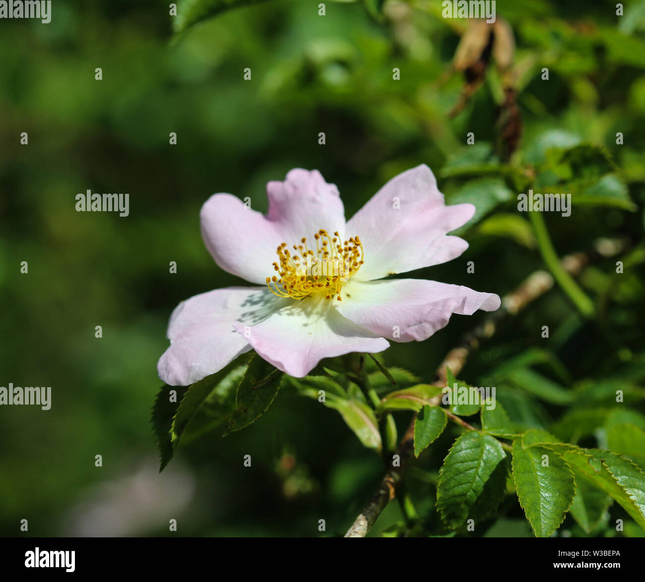 Orchard table hi-res stock photography and images - Alamy