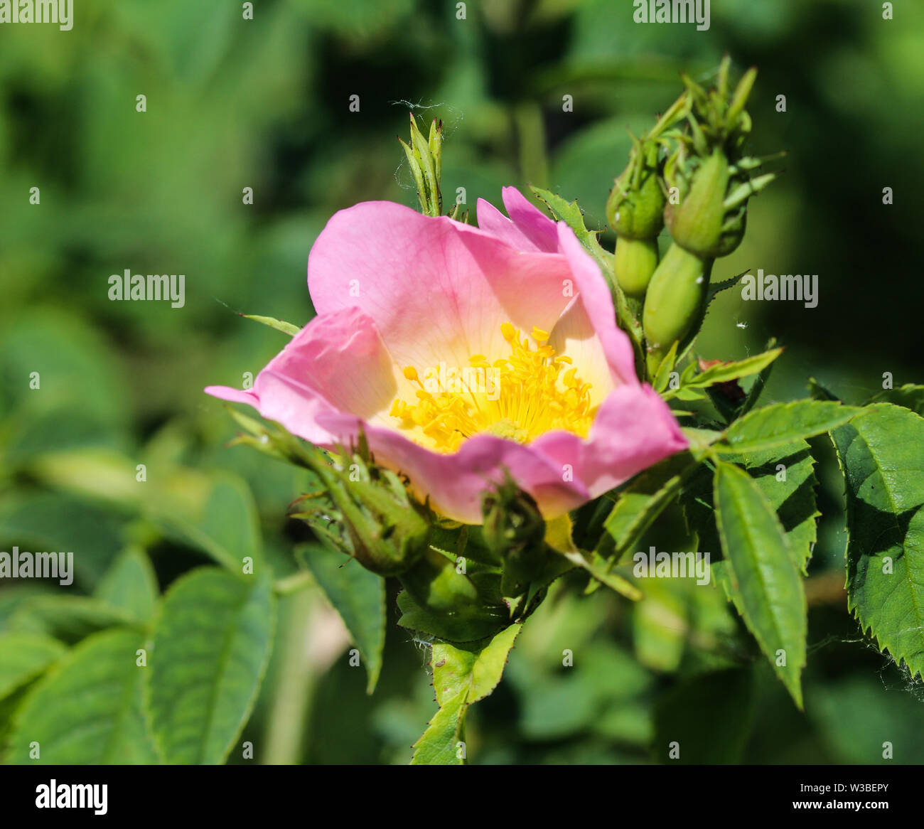 close up of orchard apple or table apple tree (Malus domestica Stock ...