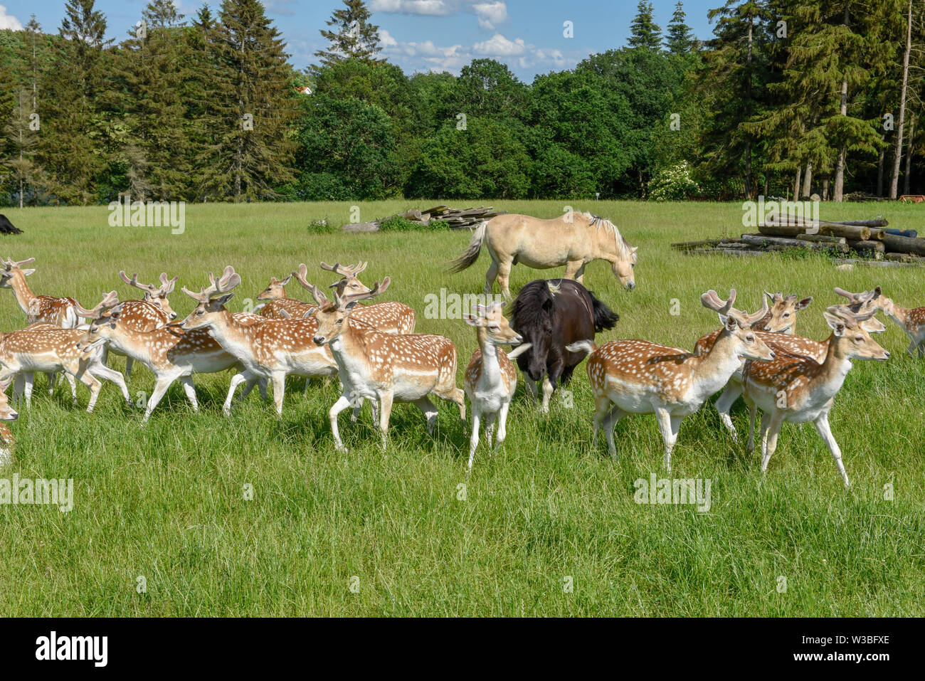 Group of young deer and hourses at Vestbirk on Denmark Stock Photo - Alamy