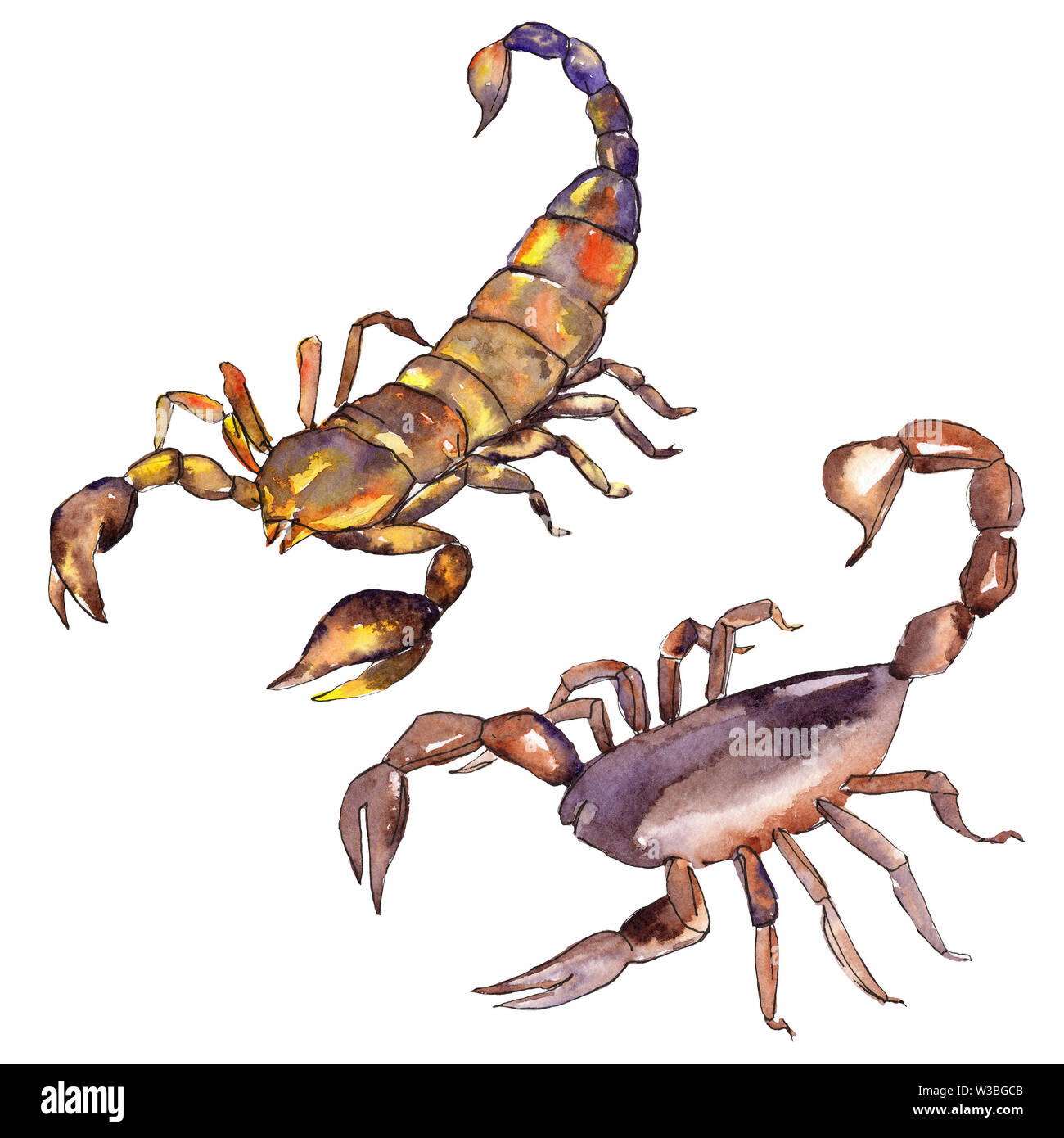 Exotic scorpion wild insect isolated. Watercolor background ...
