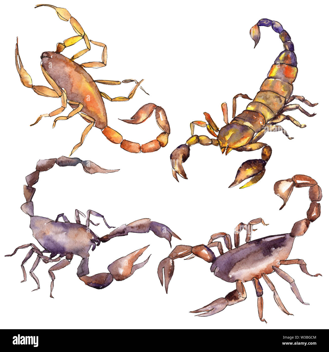 Exotic scorpion wild insect isolated. Watercolor background ...