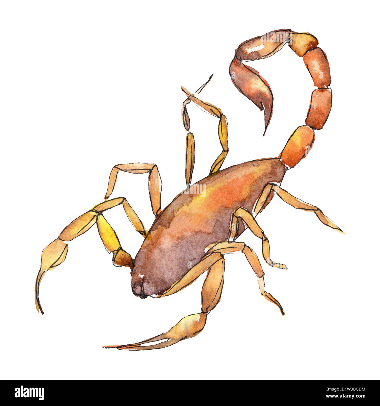 Exotic scorpion wild insect isolated. Watercolor background ...