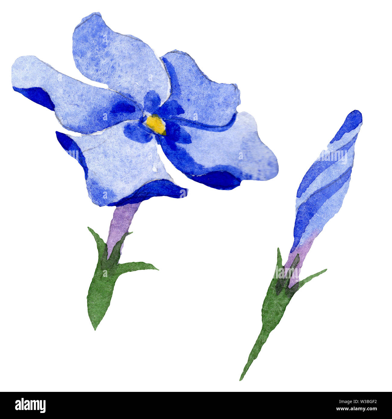 Phlox floral botanical flowers. Watercolor background illustration set ...