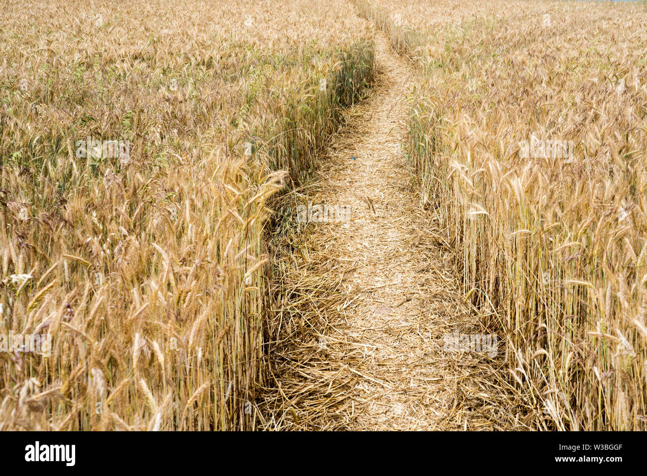 Triticale,a hybrid of wheat (Triticum) and rye (Secale Stock Photo - Alamy