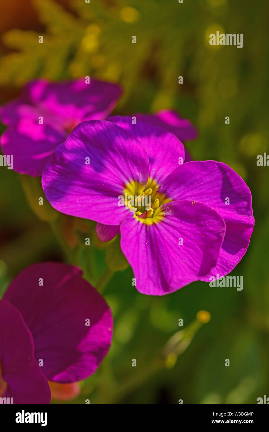 Sue Pursey Flat Stock Photo - Alamy