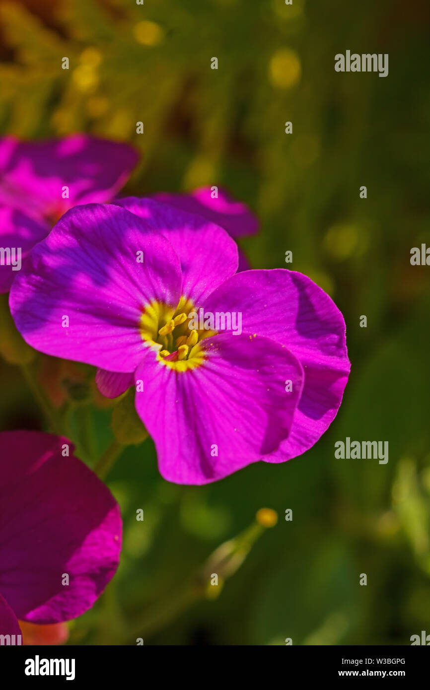 Sue Pursey Flat Stock Photo - Alamy