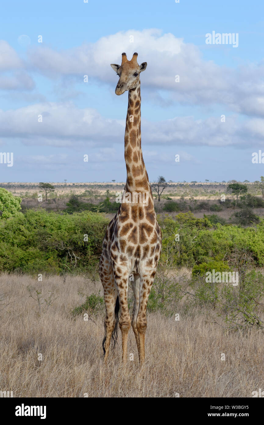 Male giraffe vertical hi-res stock photography and images - Alamy