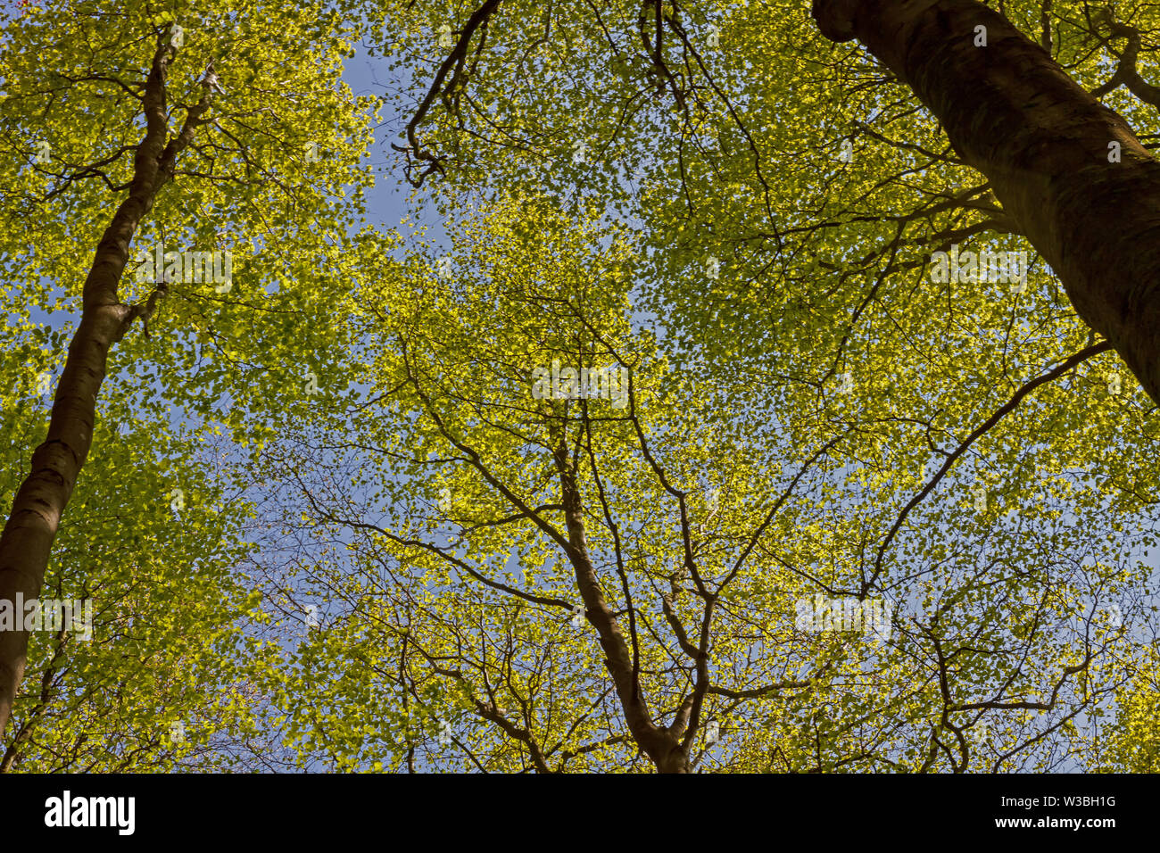 Taken in the woods Goblin Combe Stock Photo - Alamy