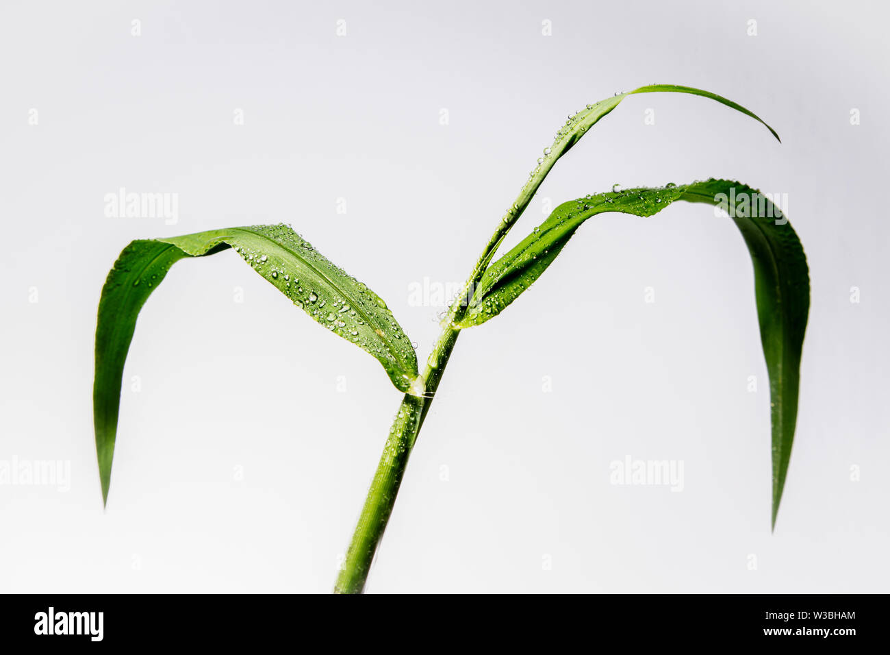 Three blades of grass isolated against a white background Stock Photo ...