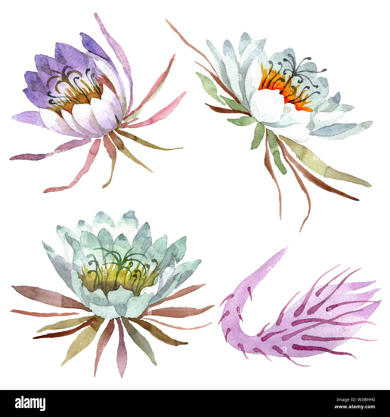 Kadupul Flower Wallpaper