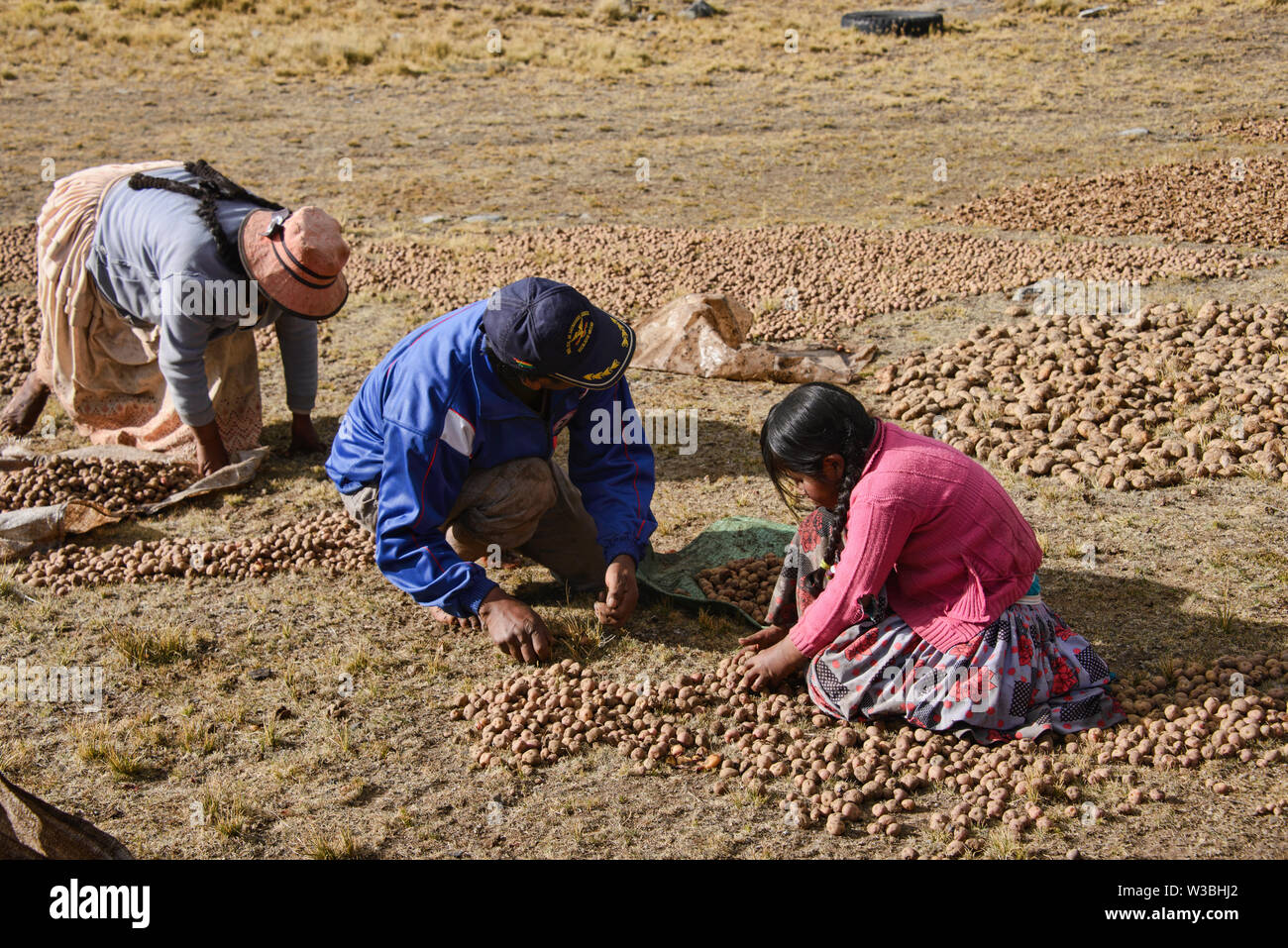 Potato harvest in the high Andes, Bolivia Stock Photo - Alamy