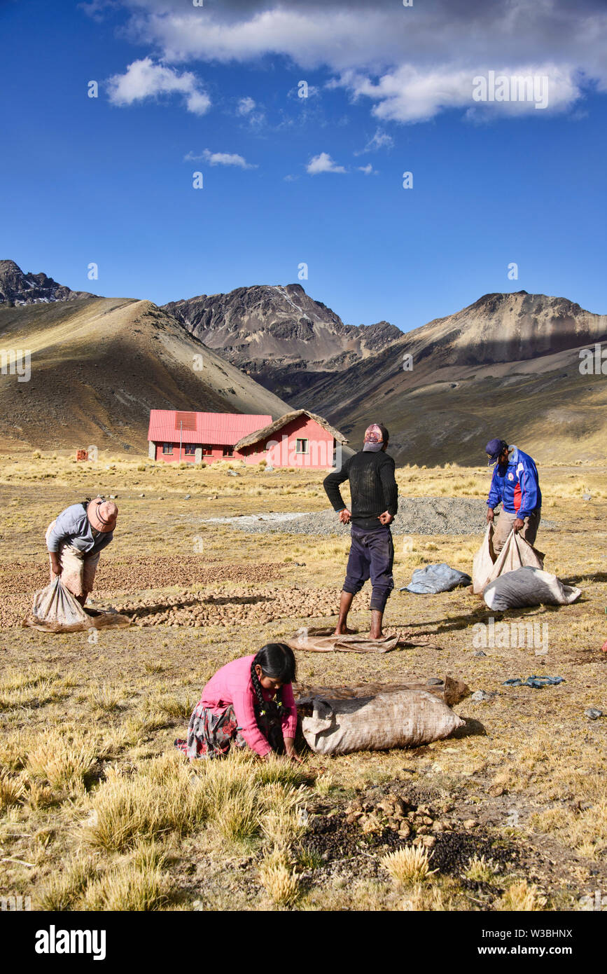 Potato harvest in the high Andes, Bolivia Stock Photo - Alamy