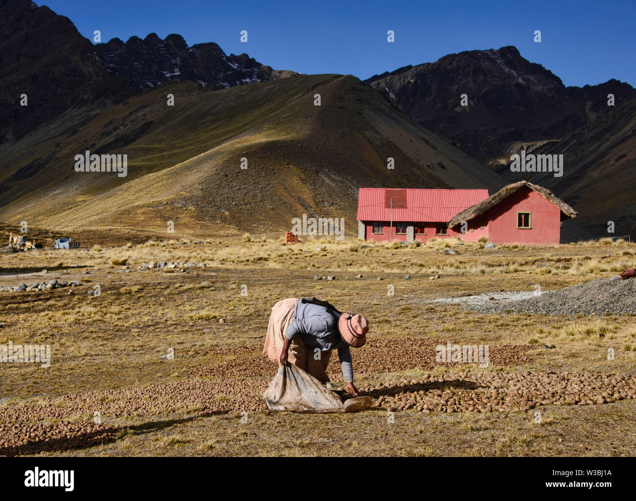 Andean potatoes hi-res stock photography and images - Alamy