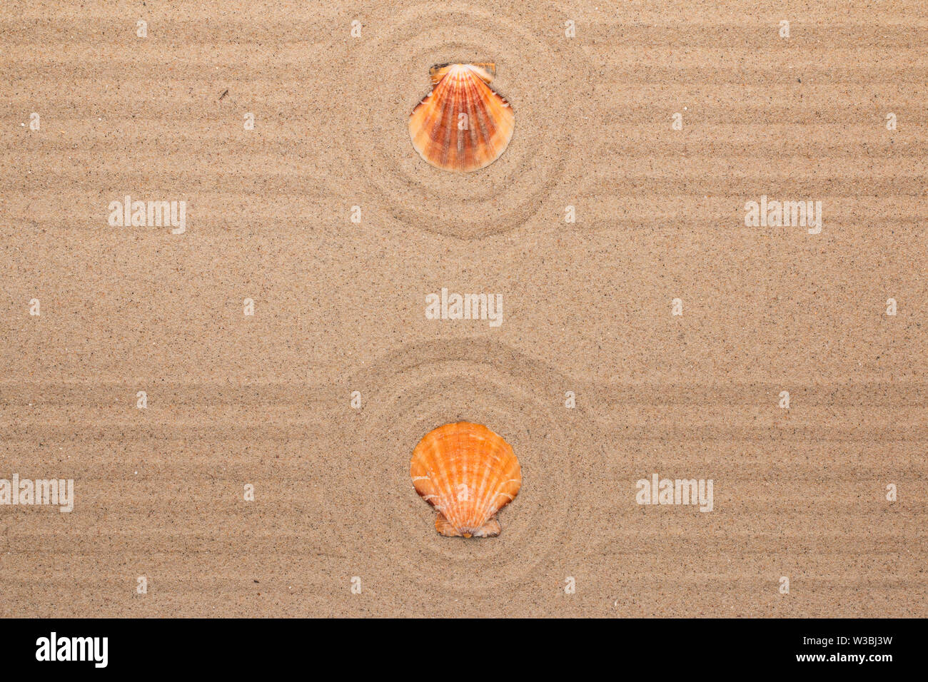 Two shell lying in the center of a circle made of sand. With space for ...