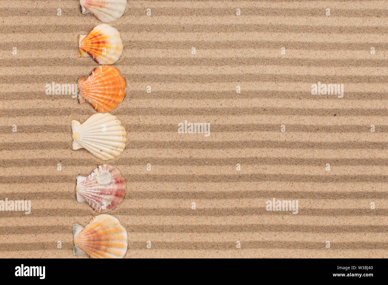 line of seashells lies on the lines made from sand. With space for ...