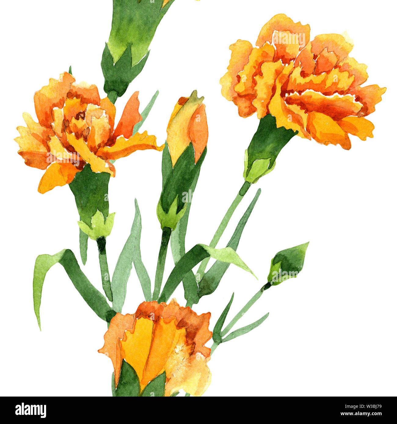 Yellow dianthus floral botanical flowers. Watercolor background ...