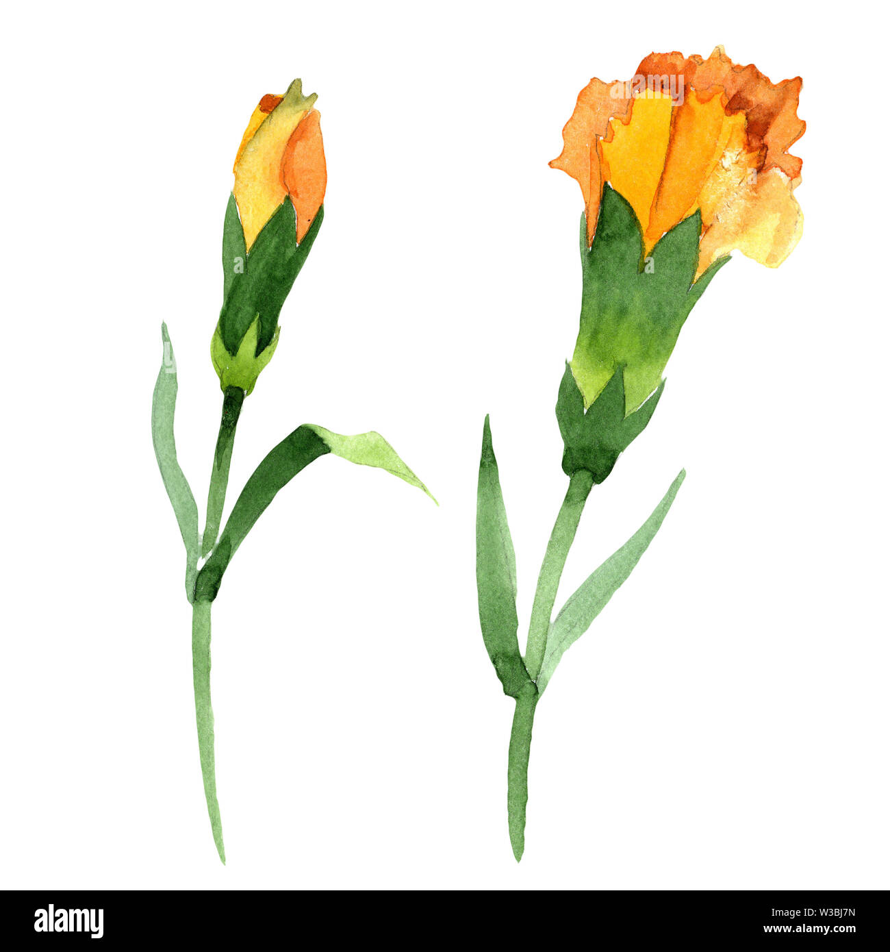 Yellow dianthus floral botanical flowers. Watercolor background set ...