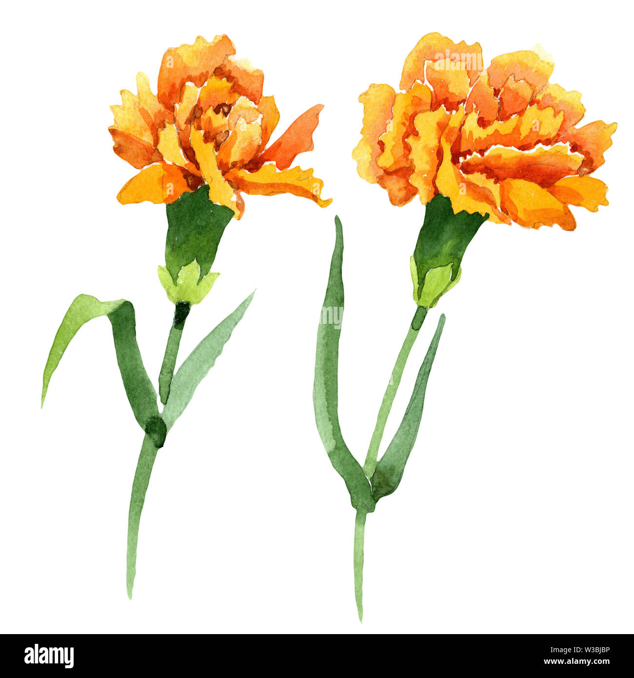 Yellow dianthus floral botanical flowers. Watercolor background set ...