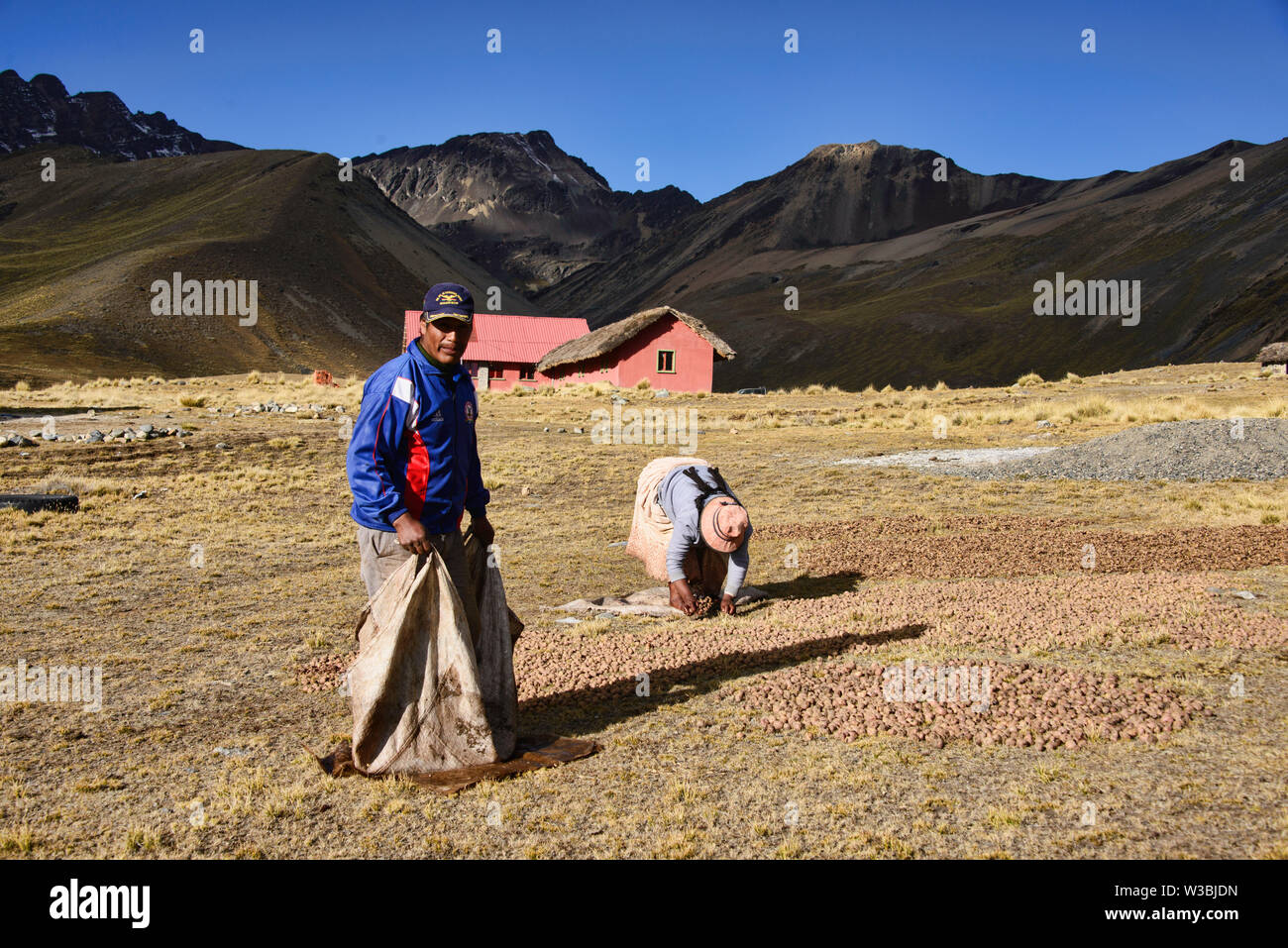 Potato harvest in the high Andes, Bolivia Stock Photo - Alamy