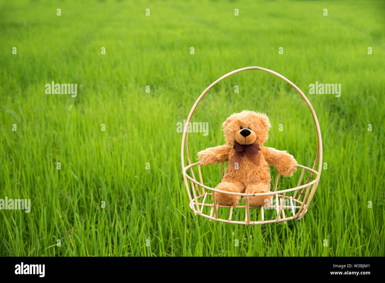 Vibrant outdoor photo of teddy bear sitting on the yard at the park ...