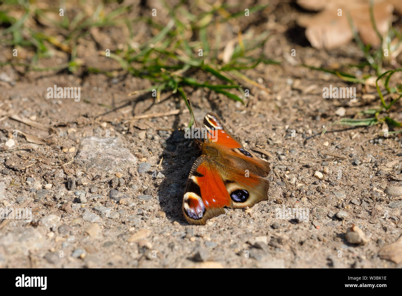 Peacock butterfly insect close-up Stock Photo - Alamy