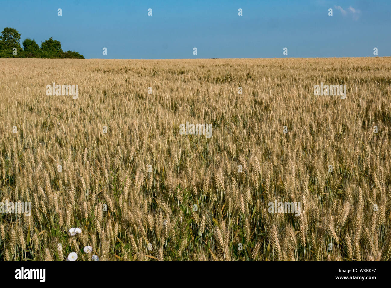Wheat fields. Ripe wheat. It's time for harvesting Stock Photo - Alamy