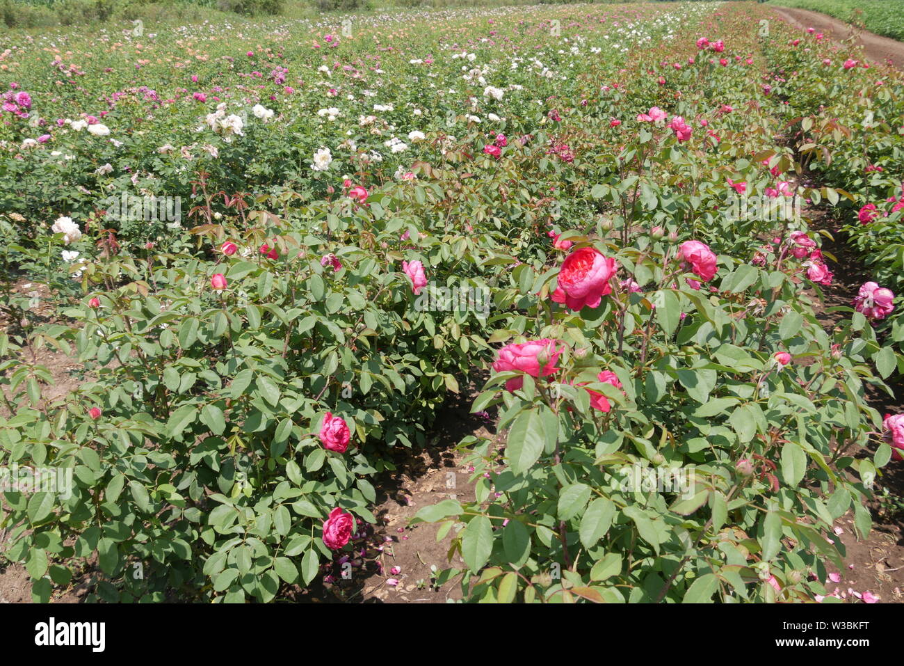 Breeding farm for roses. Breeding roses Stock Photo - Alamy
