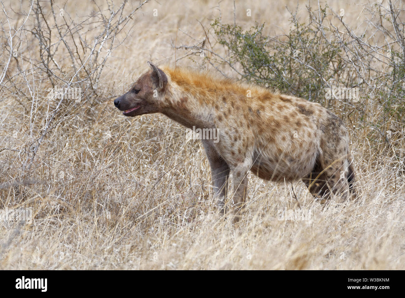 Spotted hyena (Crocuta crocuta), adult, standing in the dry grass ...