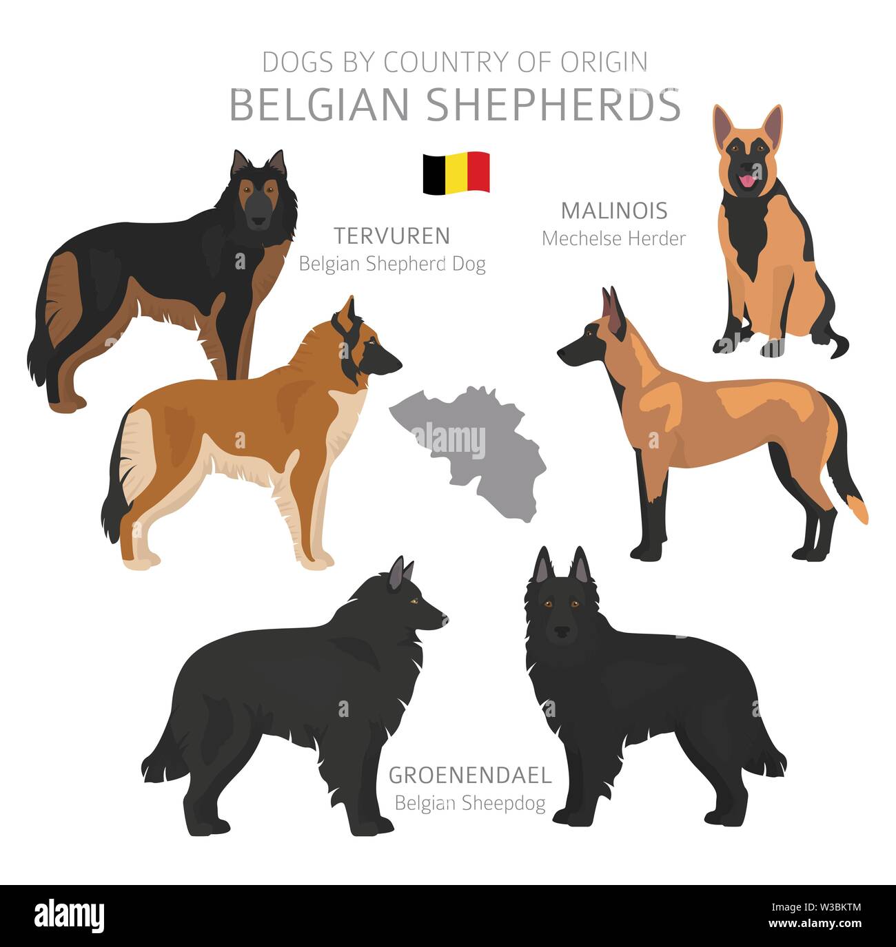 Dogs by country of origin. Belgian dog breeds. Shepherds, hunting, herding, toy, working and ...