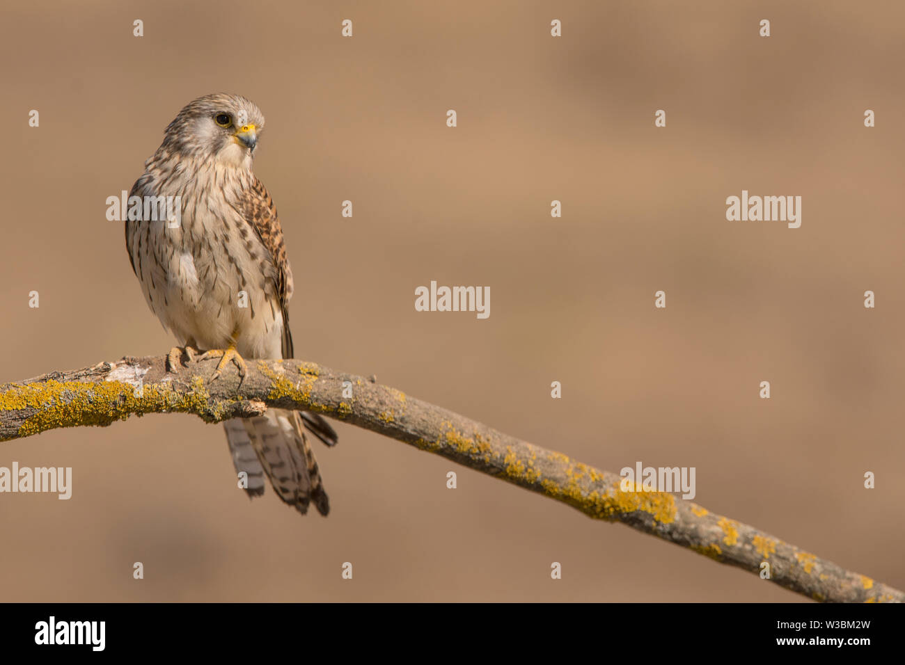 A close-up of a beautiful female Lesser Kestrel perched on a branch ...
