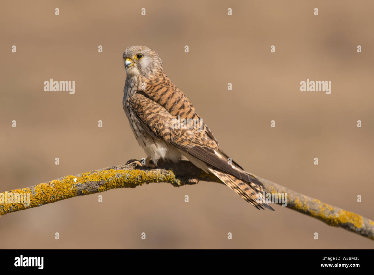 A close-up of a beautiful female Lesser Kestrel perched on a branch ...