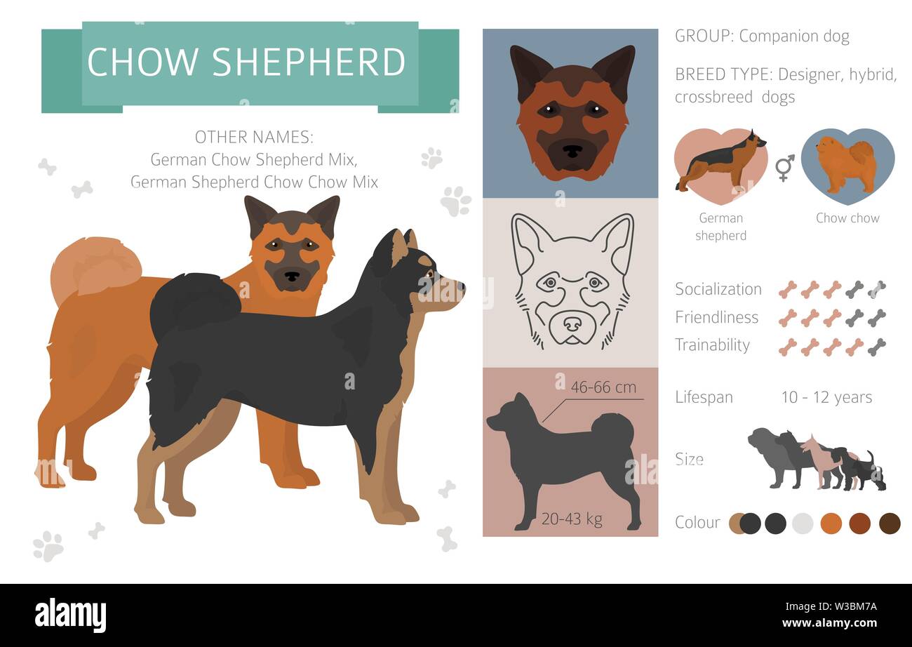 Chow Chow Shepherd Husky Mix