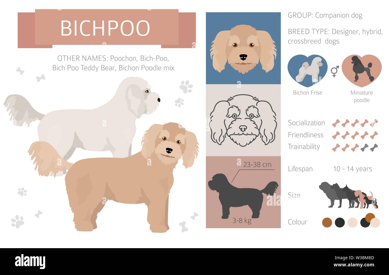 Designer, crossbreed, hybrid mix dogs collection isolated on white ...