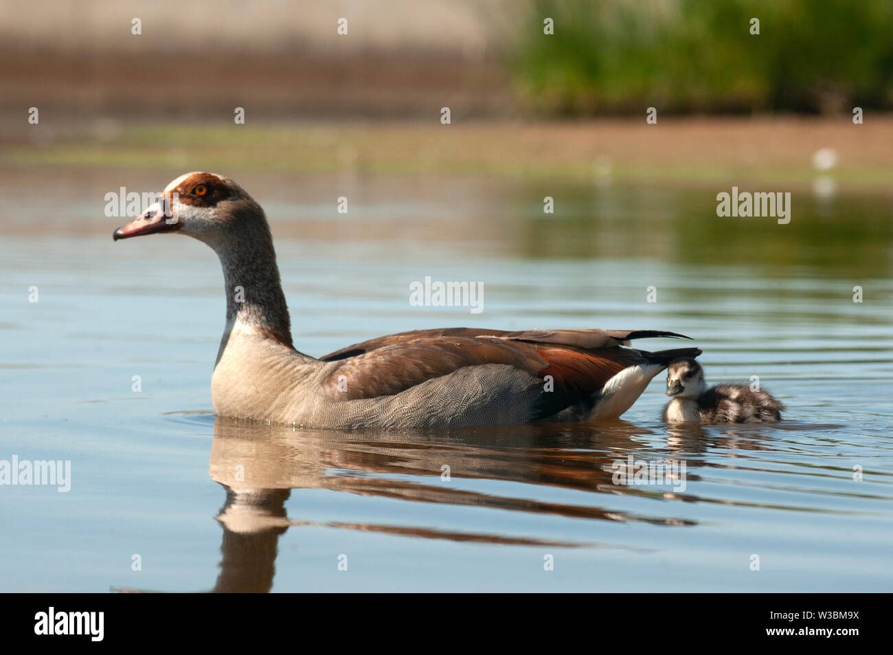 Egyptian goose (Alopochen aegyptiaca) with their young chicks Stock ...