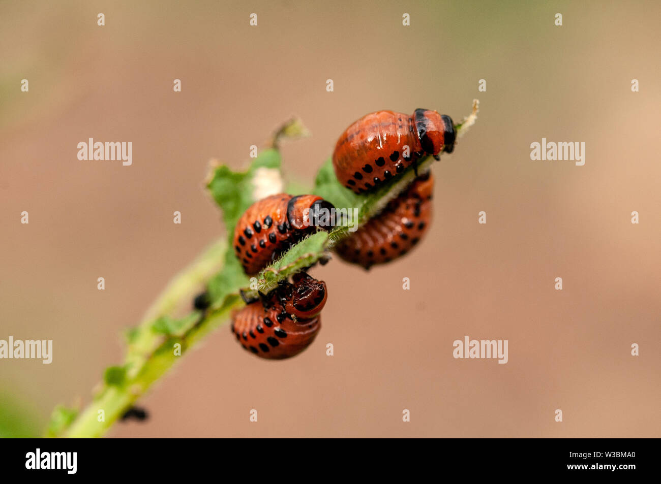 larva of the Colorado beetle - leptinotarsa decemlineata - potato ...
