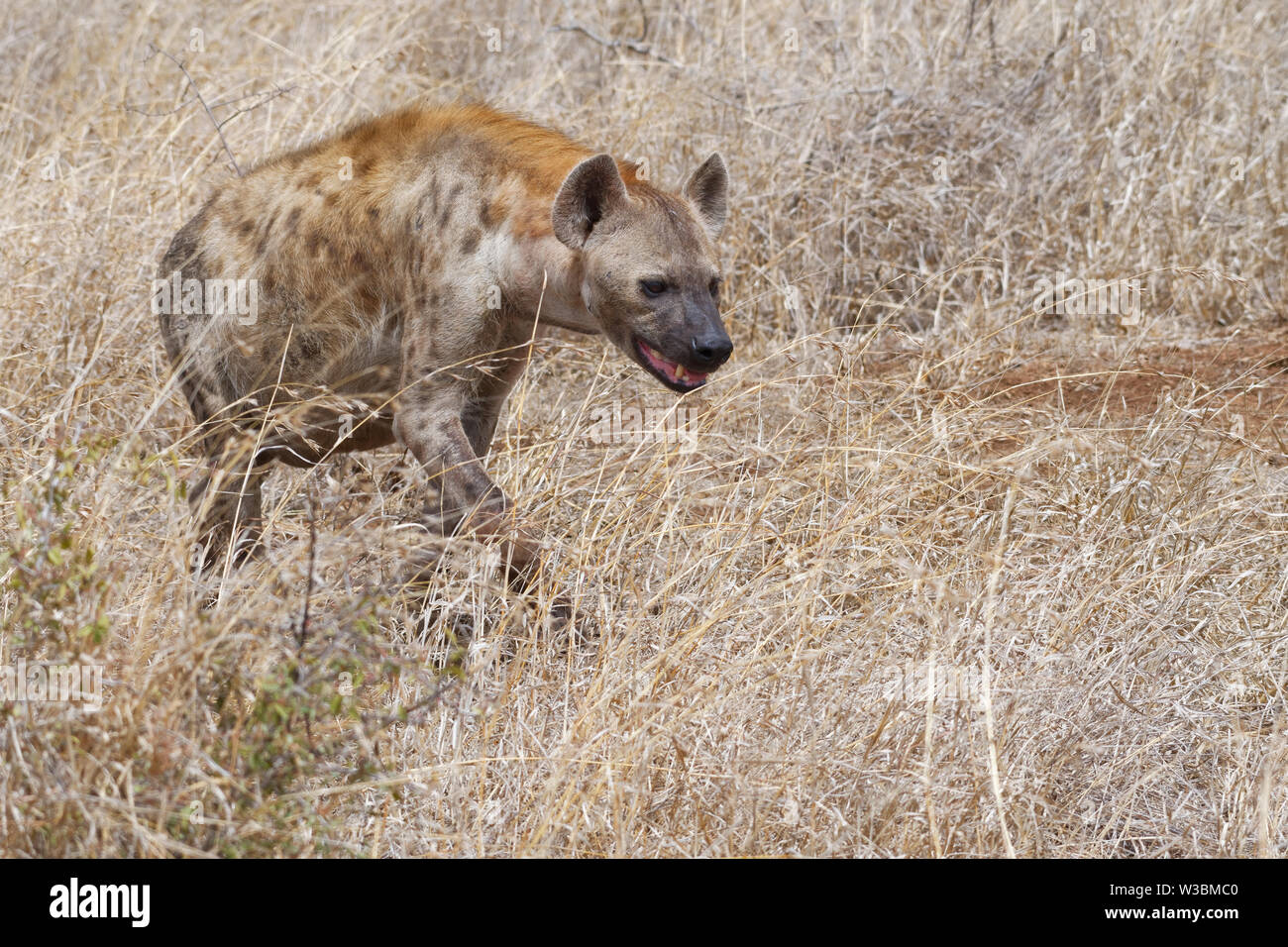 Spotted hyena (Crocuta crocuta), adult, walking in the dry grass ...