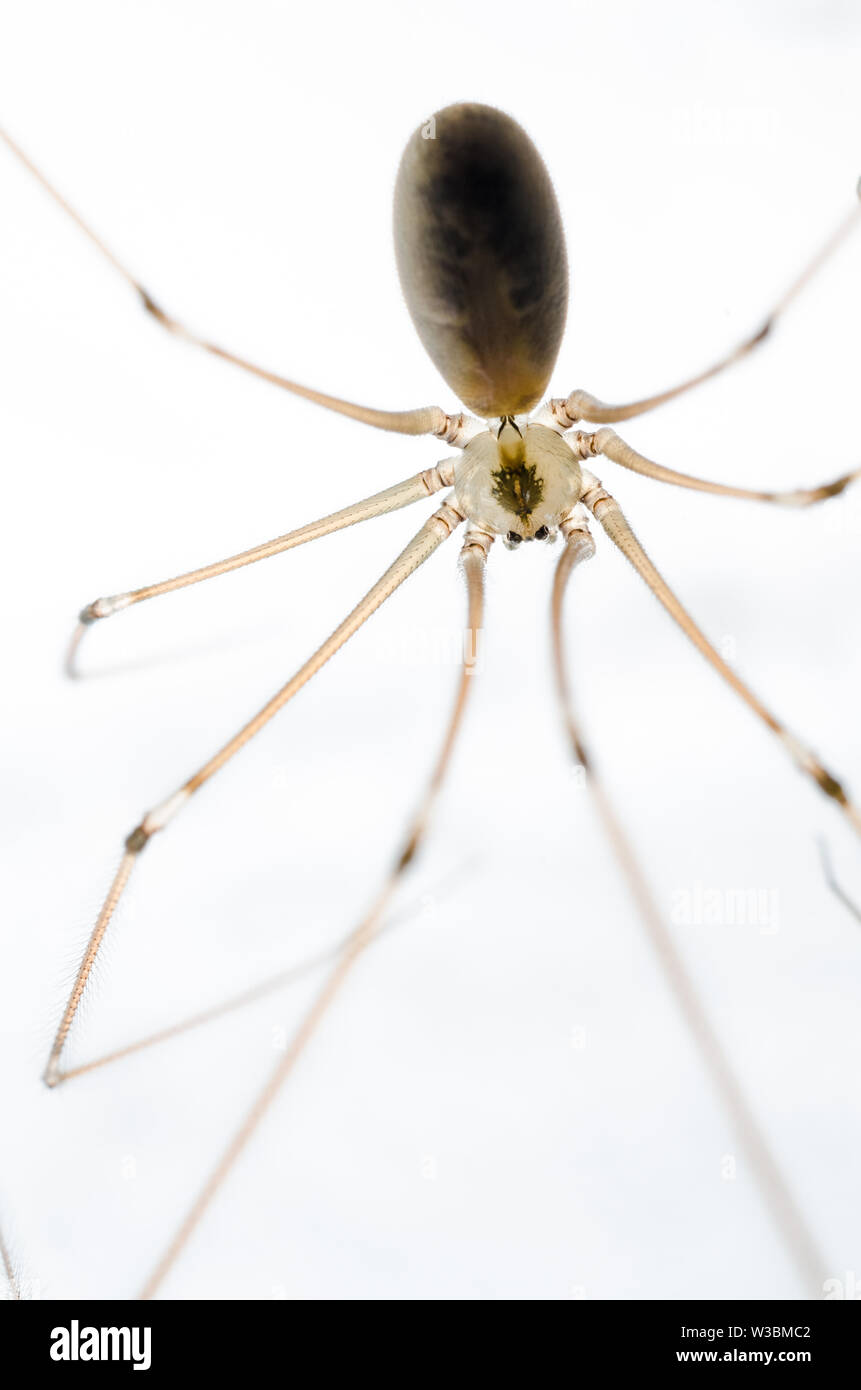 Pholcidae, Pholcus phalangioides, macro of cellar spider, daddy ...