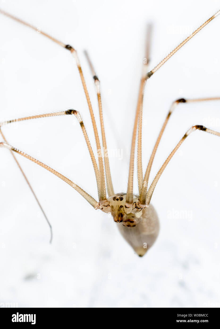 Pholcidae, Pholcus phalangioides, macro of cellar spider, daddy ...