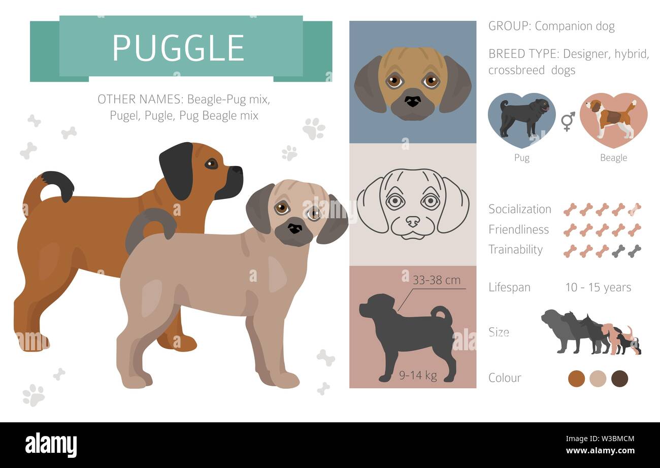 Designer, crossbreed, hybrid mix dogs collection isolated on white ...