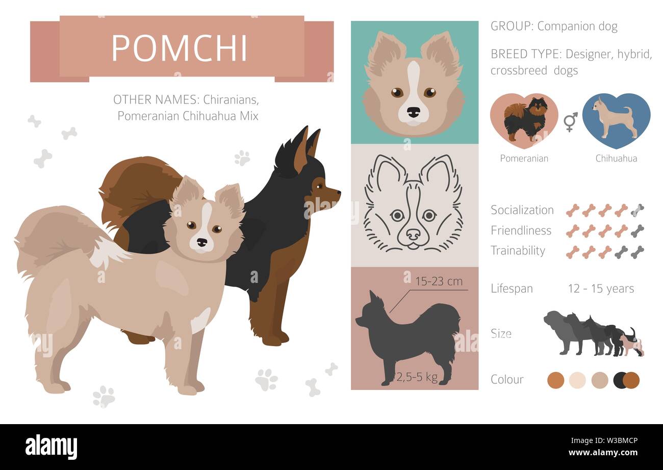 Designer, crossbreed, hybrid mix dogs collection isolated on white ...