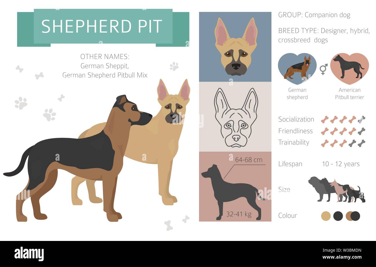 German Shepherd Pitbull Mix Full Grown