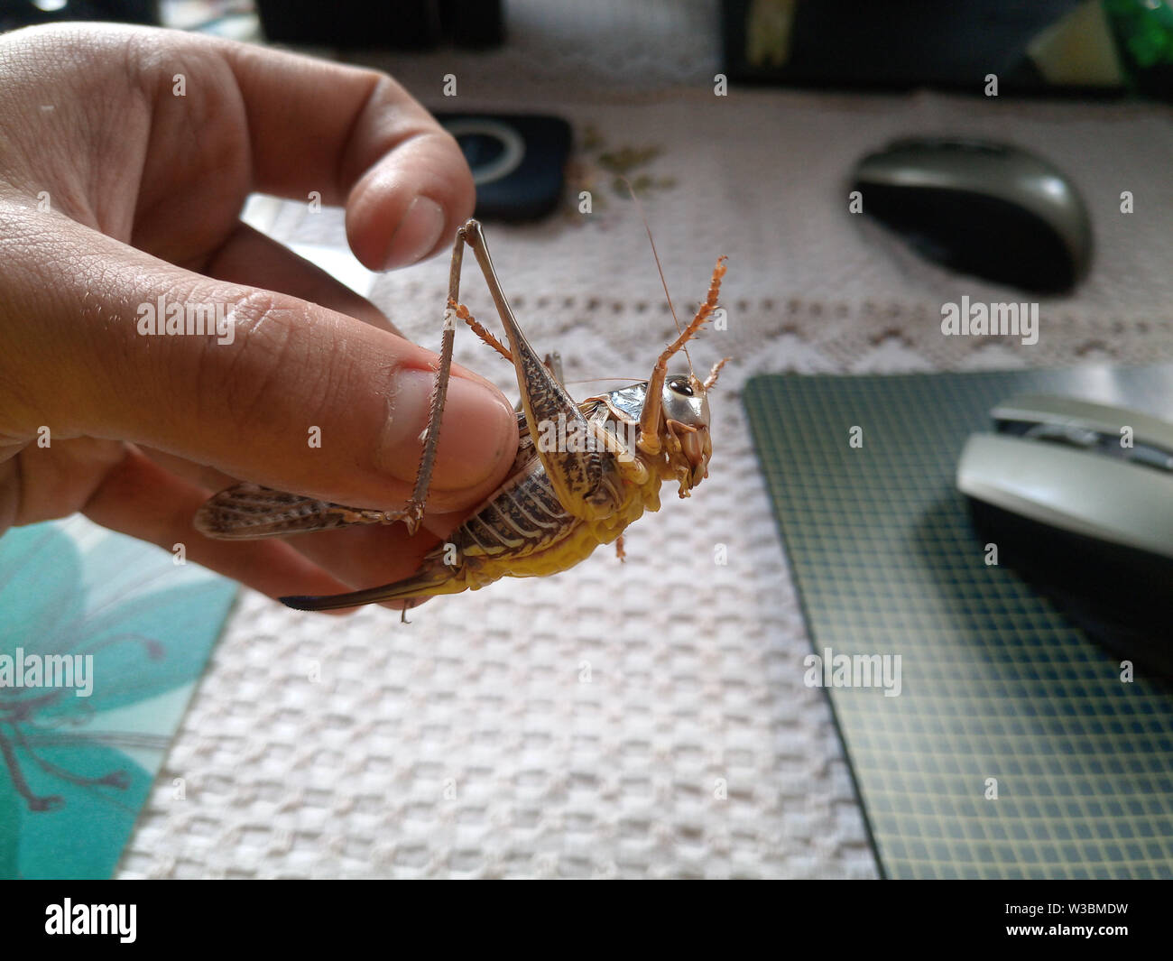 Gray grasshopper in man's hand. Grasshopper caught decticus ...