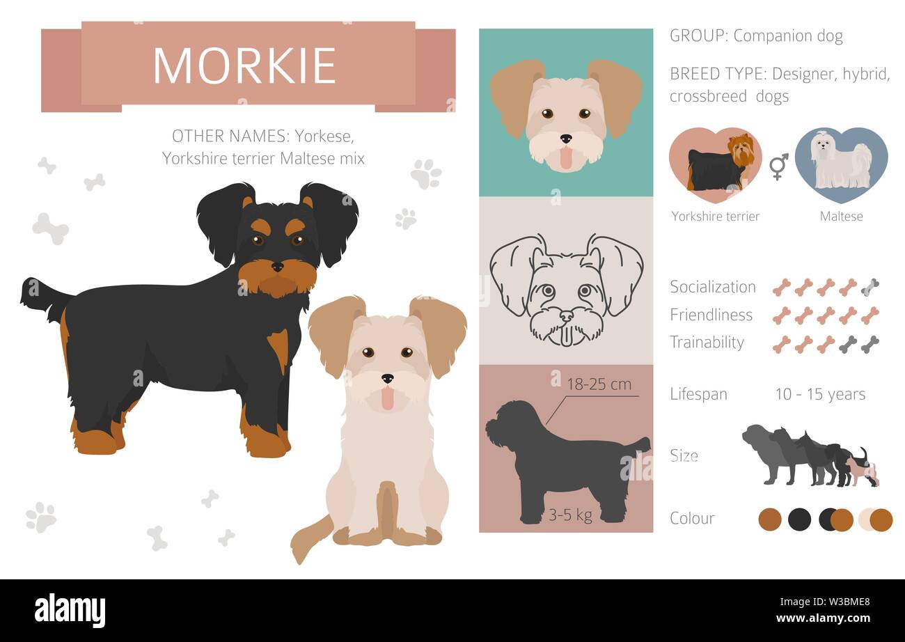 Designer, crossbreed, hybrid mix dogs collection isolated on white ...